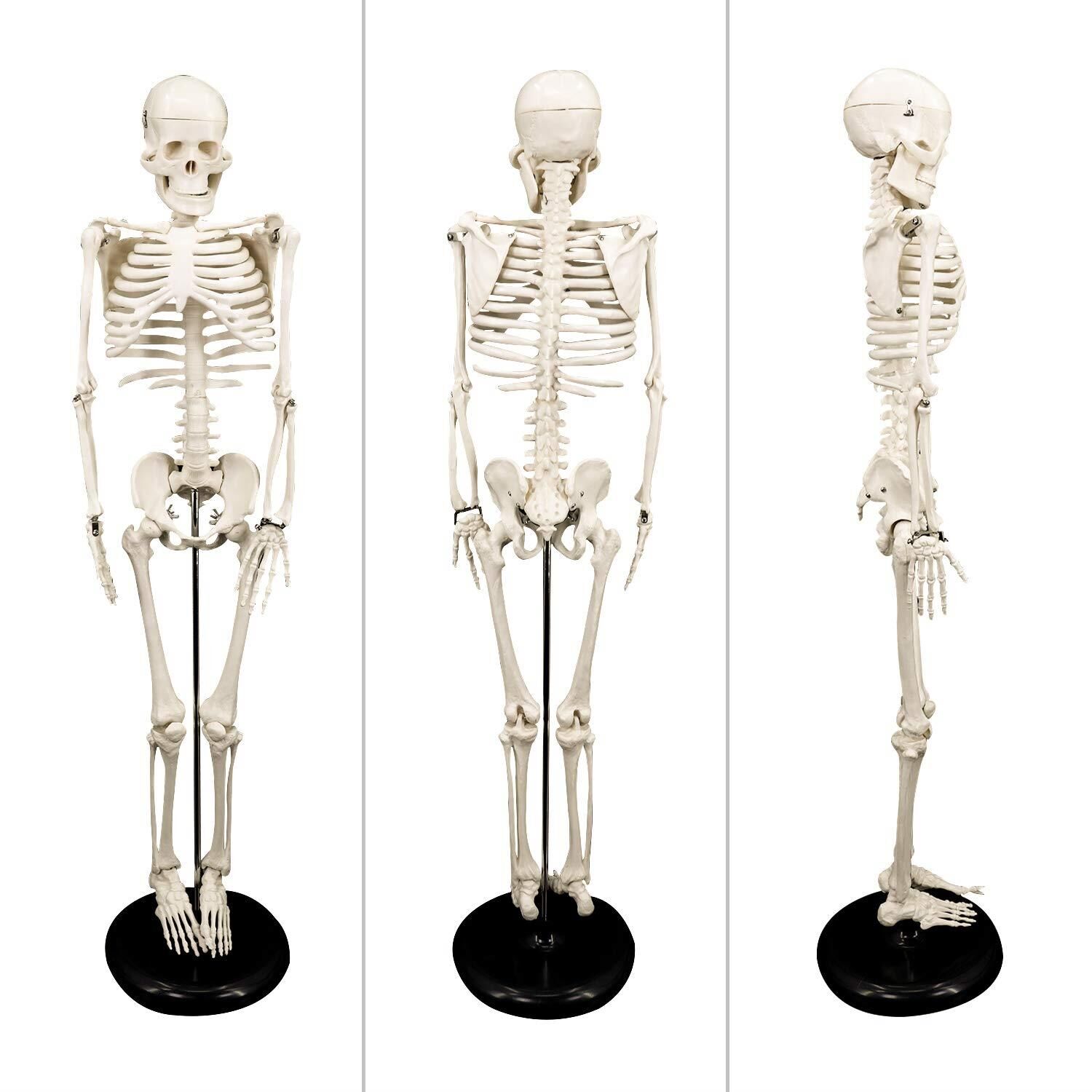 İNSAN İSKELET MODELİ 85cm | Edulab Online Alışveriş